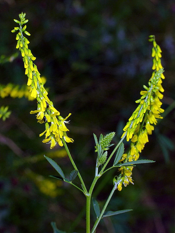 Kokotac ( Melilotus L.) MEDONOSNA Biljka – www.macva.info